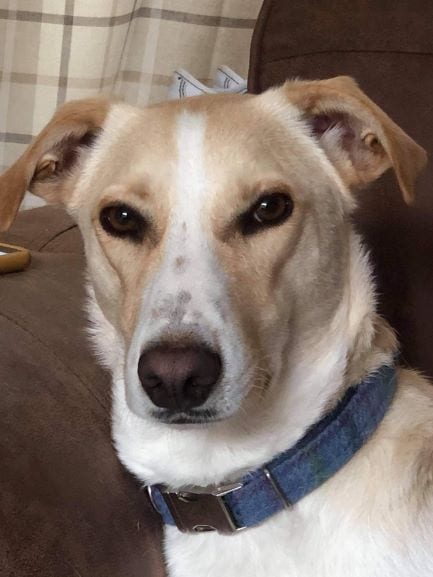 Cooper A Romanian Rescue Dog - 1 Dog At A Time Rescue UK