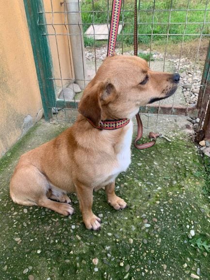 Amy A Romanian Rescue Dog - 1 Dog At A Time Rescue UK