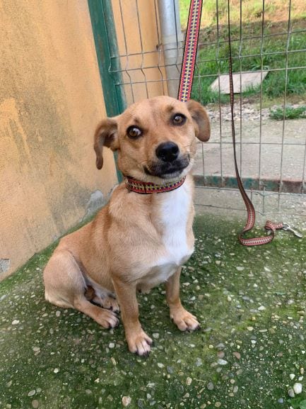 Amy A Romanian Rescue Dog - 1 Dog At A Time Rescue UK