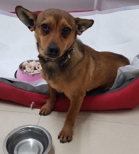 Joey A Romanian Rescue Dog - 1 Dog At A Time Rescue UK