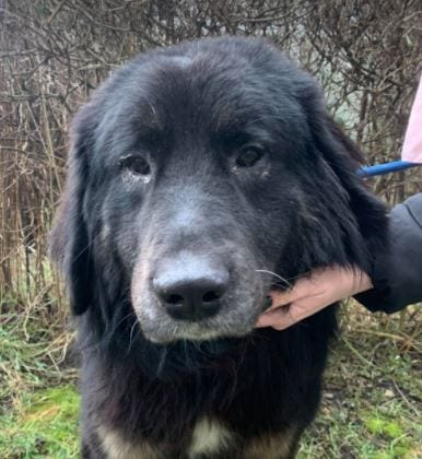 At What Age Is A Romanian Raven Shepherd Dog Full Grown