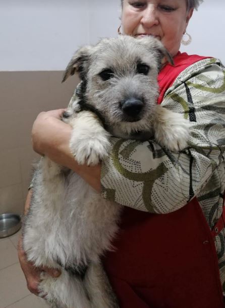 Bria A Romanian Rescue Dog - 1 Dog At A Time Rescue UK