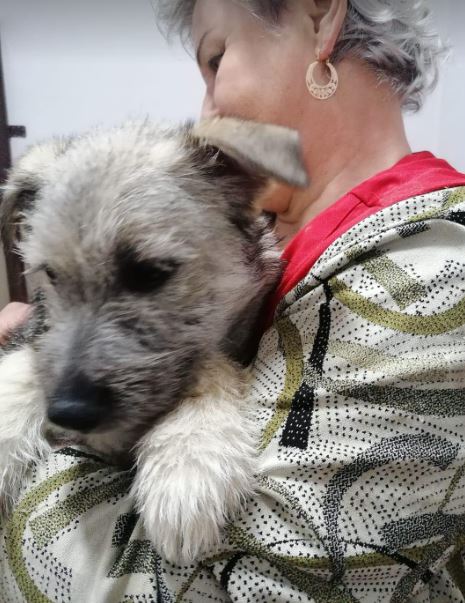 Bria A Romanian Rescue Dog - 1 Dog At A Time Rescue UK