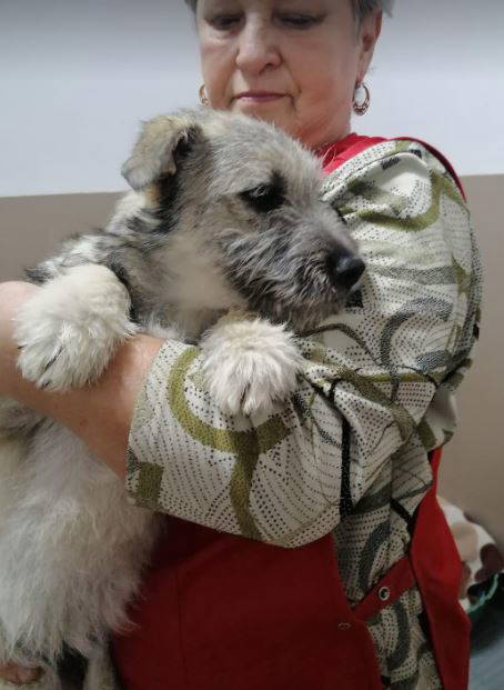 Bria A Romanian Rescue Dog - 1 Dog At A Time Rescue UK