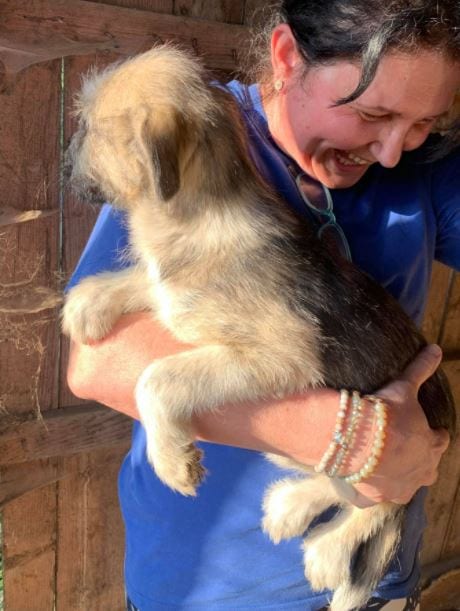 Inka A Romanian Rescue Dog - 1 Dog At A Time Rescue UK