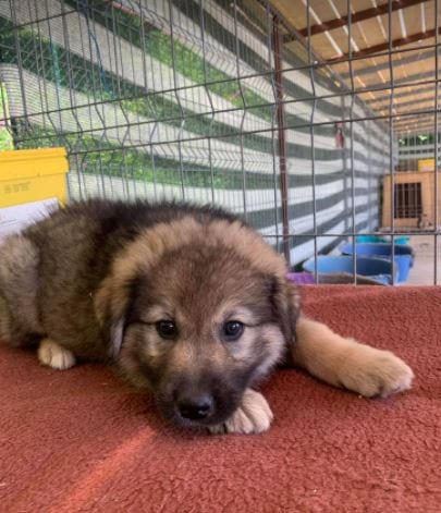 Luna A Romanian Rescue Dog - 1 Dog At A Time Rescue UK