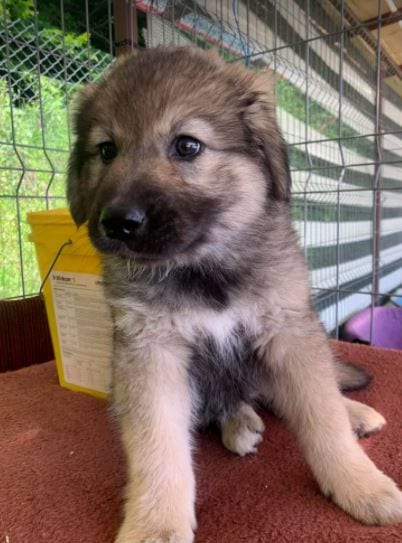 Luna A Romanian Rescue Dog - 1 Dog At A Time Rescue UK