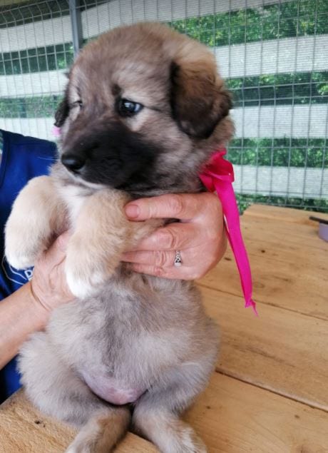 Luna A Romanian Rescue Dog - 1 Dog At A Time Rescue UK