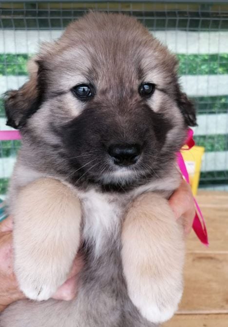 Luna A Romanian Rescue Dog - 1 Dog At A Time Rescue UK