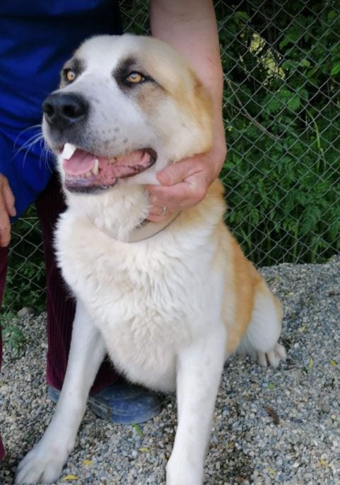 Pasha A Romanian Rescue Dog - 1 Dog At A Time Rescue UK