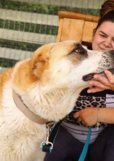 Pasha A Romanian Rescue Dog - 1 Dog At A Time Rescue UK