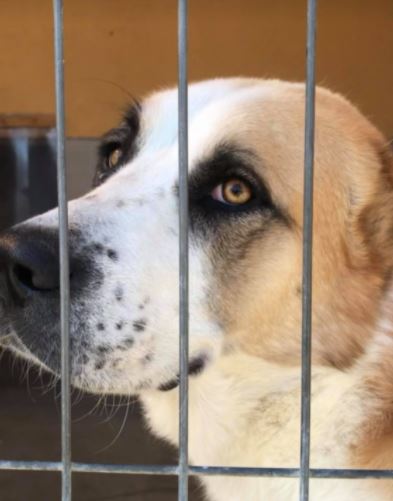 Pasha A Romanian Rescue Dog - 1 Dog At A Time Rescue UK