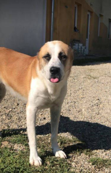 Pasha A Romanian Rescue Dog - 1 Dog At A Time Rescue UK
