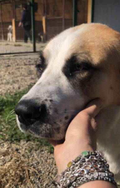 Pasha A Romanian Rescue Dog - 1 Dog At A Time Rescue UK