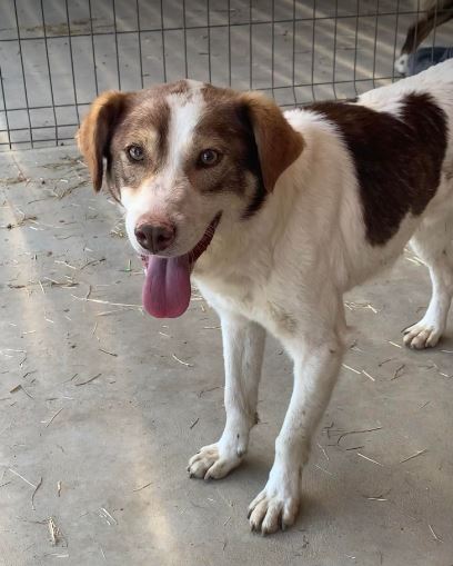 Helping Romanian Dogs - 1 Dog At A Time Rescue UK