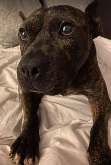 Manalo A Romanian Rescue Dog - 1 Dog At A Time Rescue UK