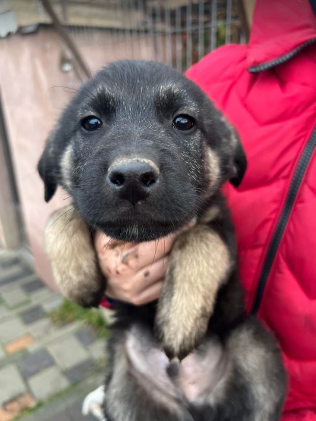 Mitchell A Romanian Rescue Dog - 1 Dog At A Time Rescue UK