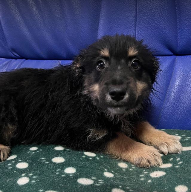 Woody A Romanian Rescue Dog - 1 Dog At A Time Rescue UK