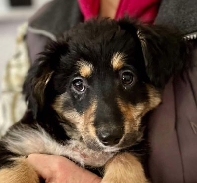 Elsa A Romanian Rescue Dog - 1 Dog At A Time Rescue UK