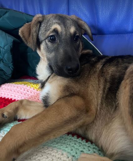 Pasha A Romanian Rescue Dog - 1 Dog At A Time Rescue UK