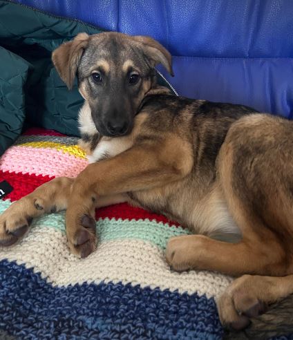 Pasha A Romanian Rescue Dog - 1 Dog At A Time Rescue UK