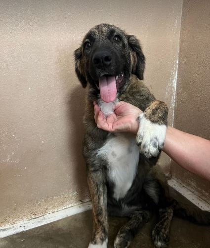 Chesney A Romanian Rescue Dog - 1 Dog At A Time Rescue UK