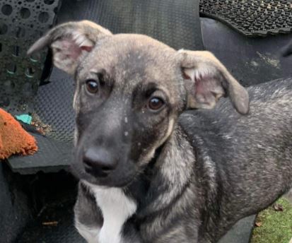 Rosa A Romanian Rescue Dog - 1 Dog At A Time Rescue UK