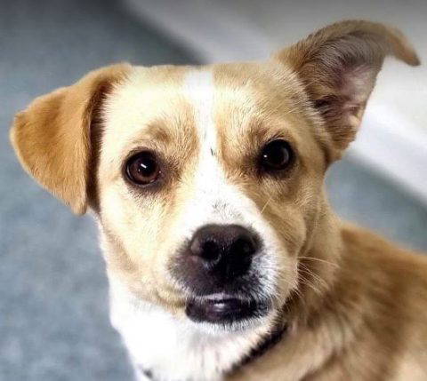 Rudy A Romanian Rescue Dog - 1 Dog At A Time Rescue UK