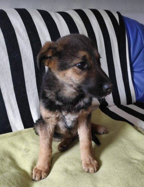 Carly A Romanian Rescue Dog - 1 Dog At A Time Rescue UK