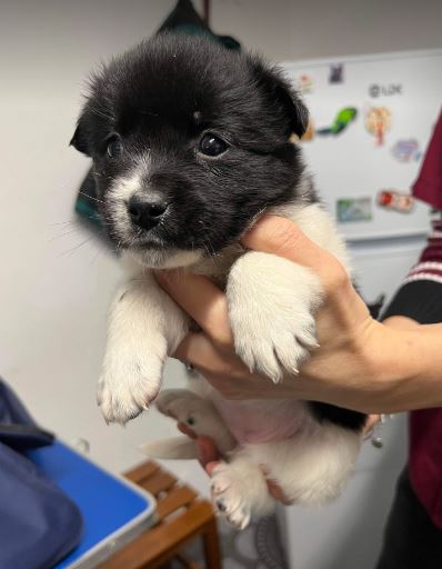 Pasha A Romanian Rescue Dog - 1 Dog At A Time Rescue UK