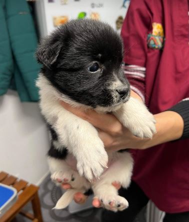 Pasha A Romanian Rescue Dog - 1 Dog At A Time Rescue UK