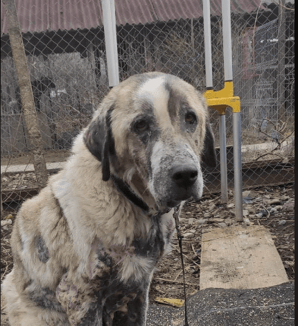 Alma A Romanian Rescue Dog - 1 Dog At A Time Rescue UK