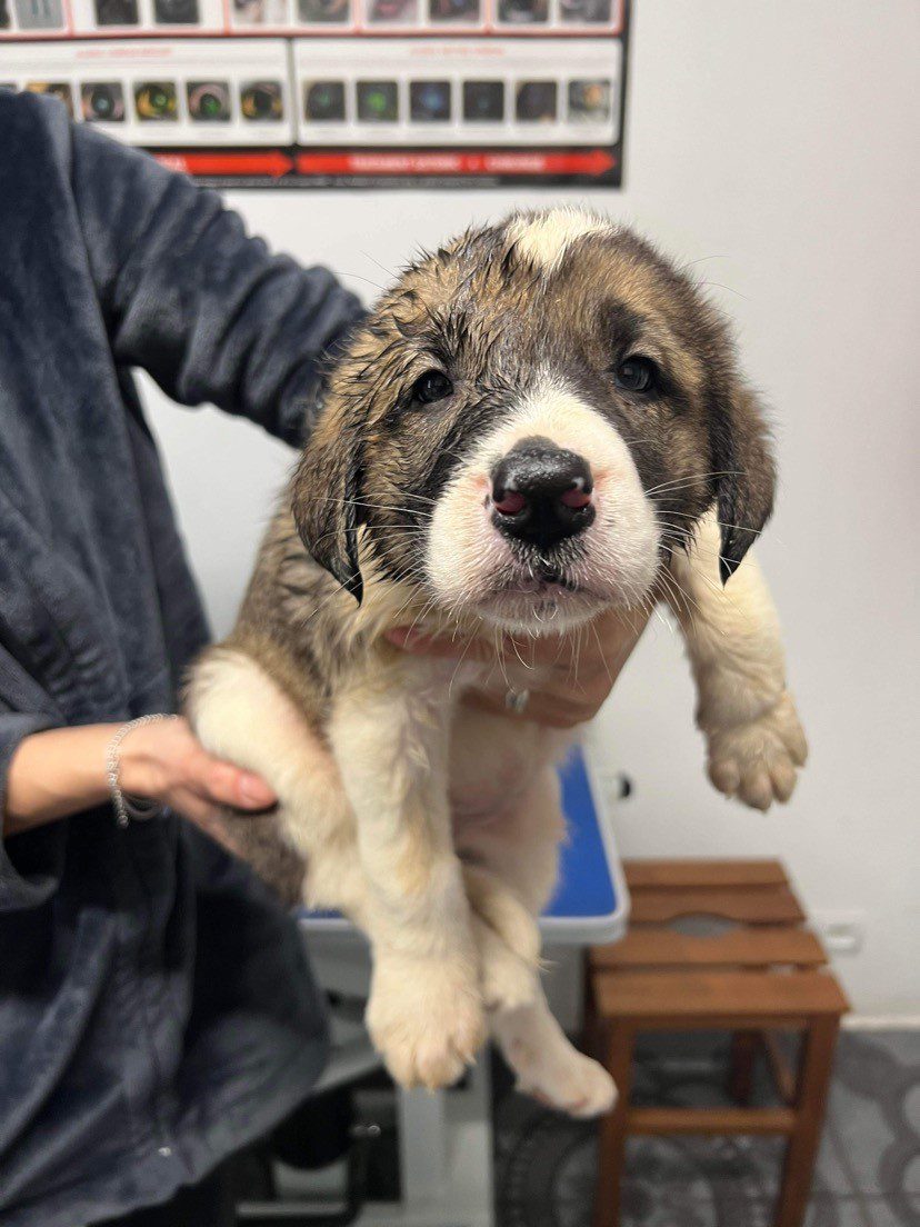 Cidney A Romanian Rescue Dog - 1 Dog At A Time Rescue UK