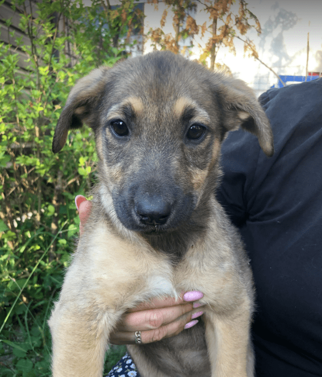 Pasha A Romanian Rescue Dog - 1 Dog At A Time Rescue UK