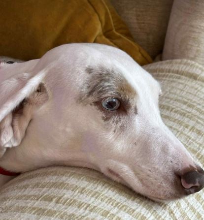 Myrtle A Romanian Rescue Dog - 1 Dog At A Time Rescue UK